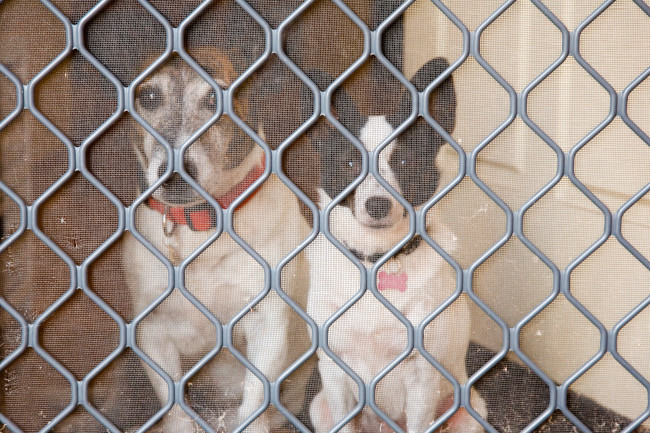 Pet Screens, Raleigh, NC | Screen Medics